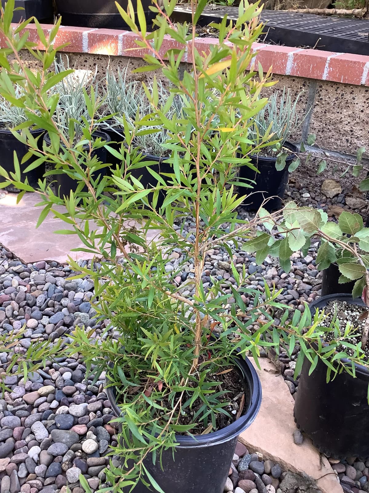 Lemon-Scented Tea Tree Leptospermum petersonii - Buy Online | Foraged
