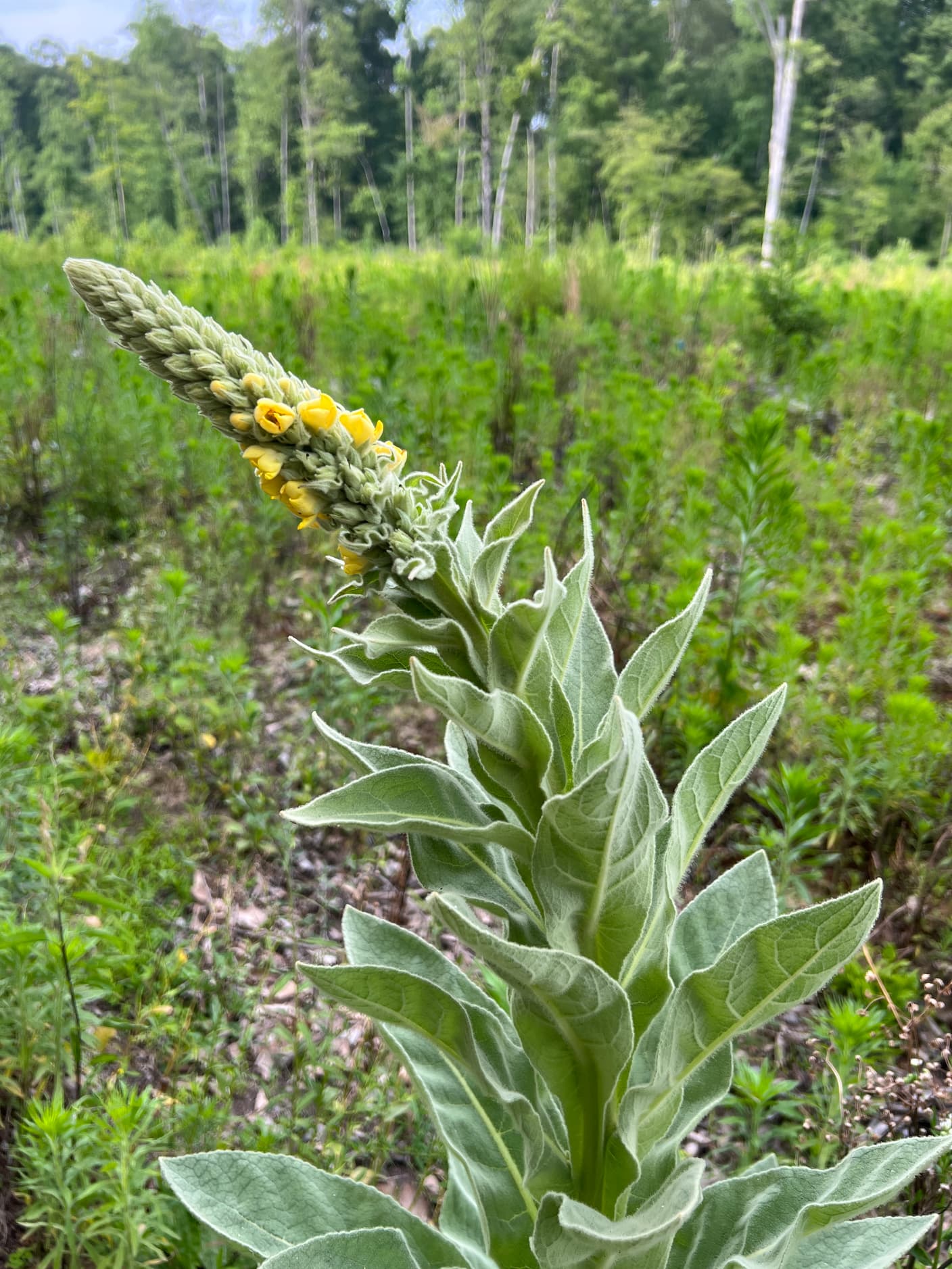 Mullein Leaf and Buds - FRESH - NOW IN BLOOM *Medicinally Sought After ...