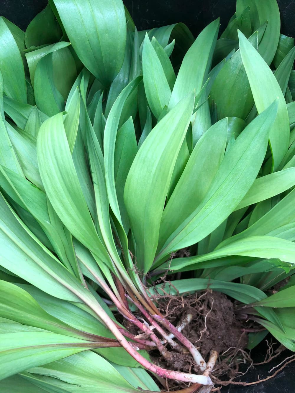 RAMPS Dormant Ramp Bulbs for fall transplanting BEAR GARLIC 3-5+ year ...