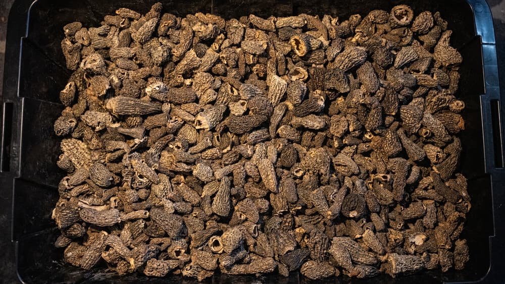 Wild Dried Alaskan Morels - Buy Online | Foraged