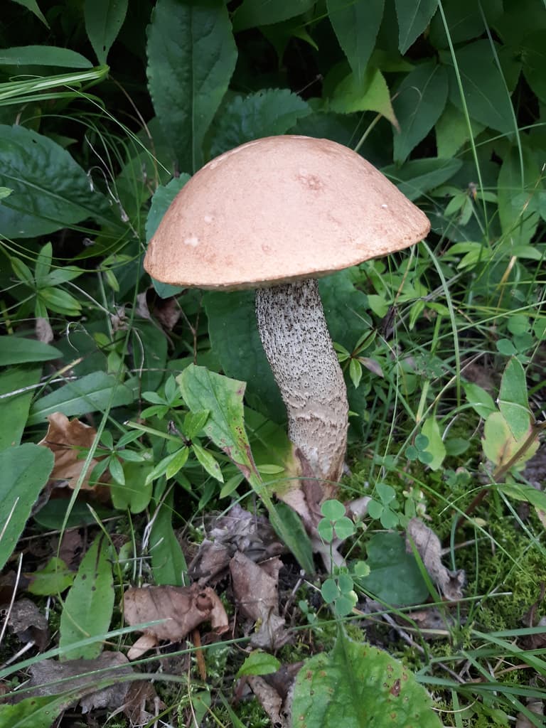 Bolete Blend 1.5 oz - Buy Online | Foraged