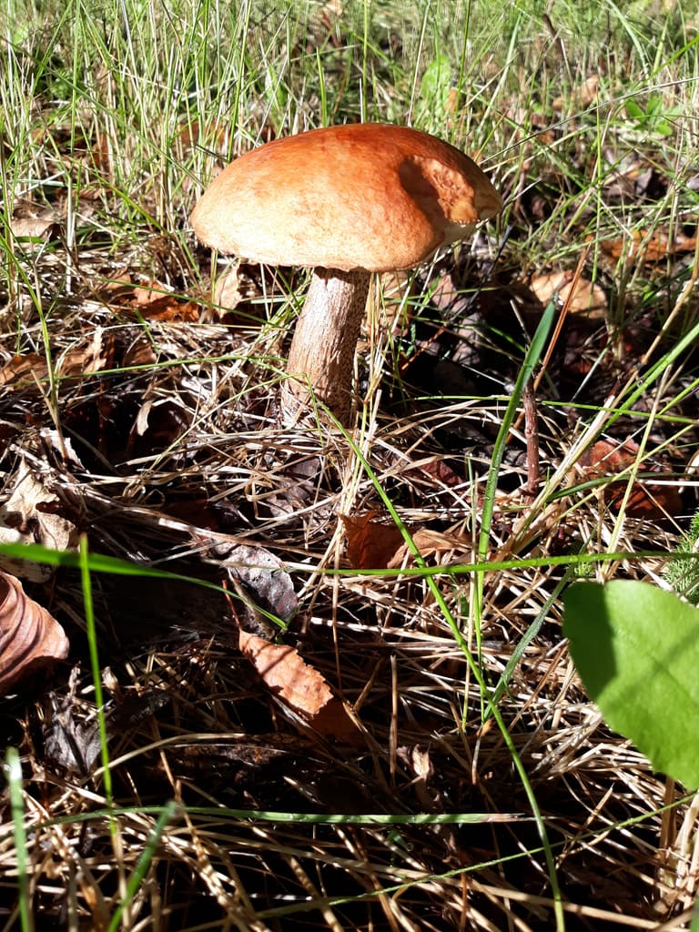 Bolete Blend 1.5 oz - Buy Online | Foraged