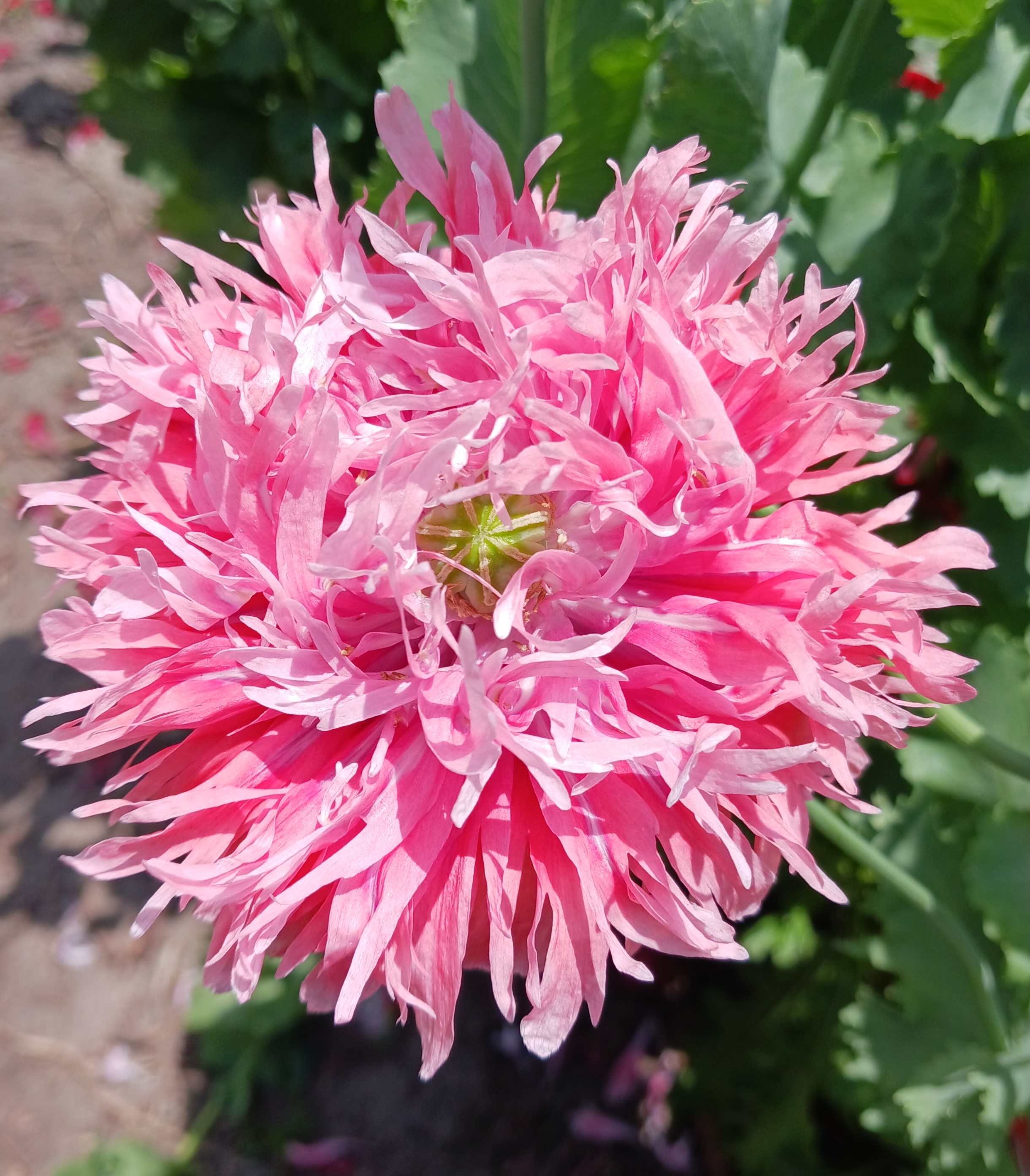 Peony Poppy Seeds - Papaver Paeoniflorum - Buy Online | Foraged