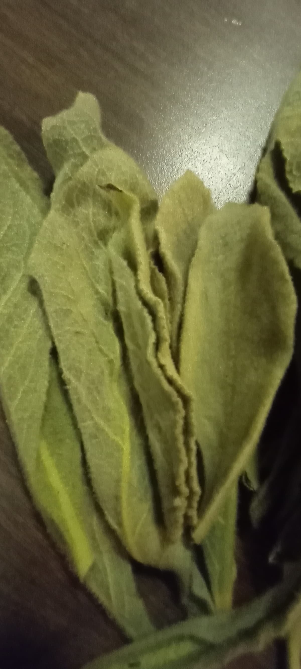 Dried Mullein Leaf - Buy Online | Foraged