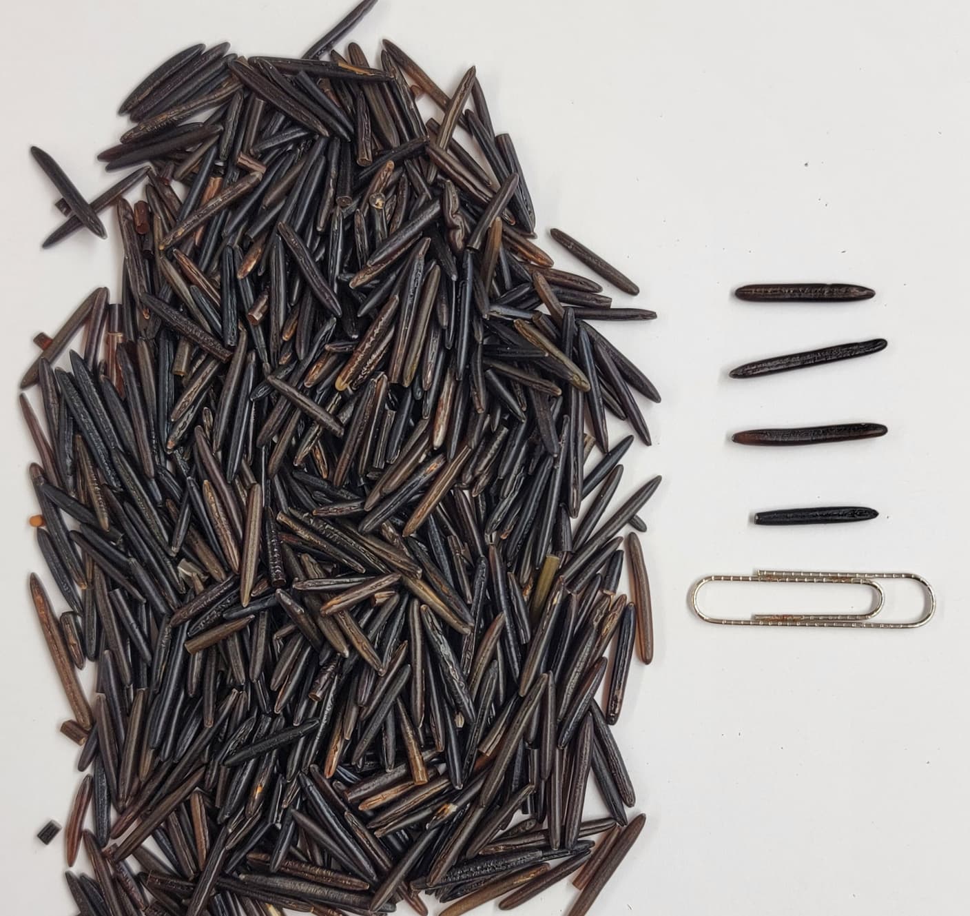 Canoe 100% Organic Wild Rice, Canadian Harvested Jumbo Grain, 6 / 16oz ...
