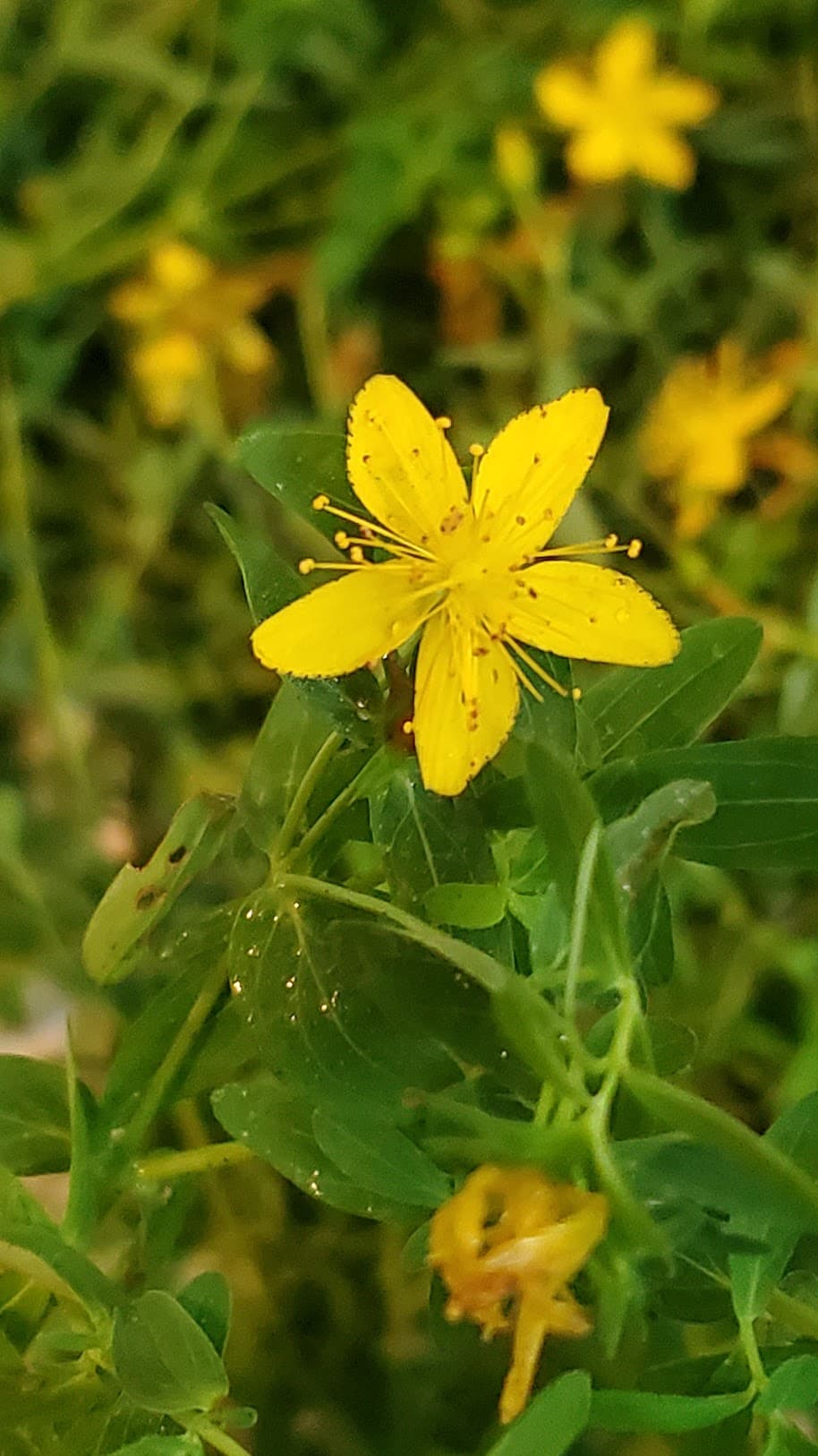St Johns Wort Hypericum Perforatum Buy Online Foraged