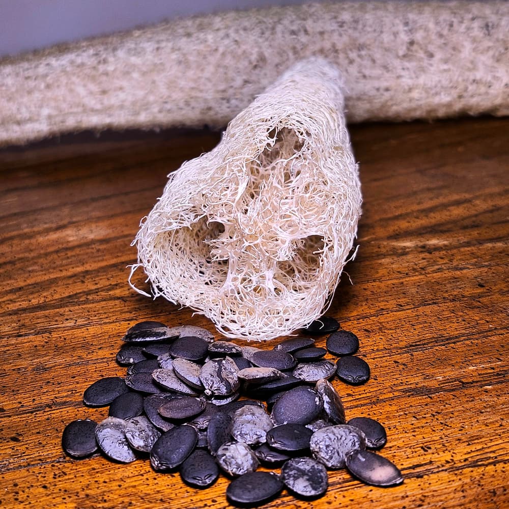 Loofah Seeds - Buy Online | Foraged