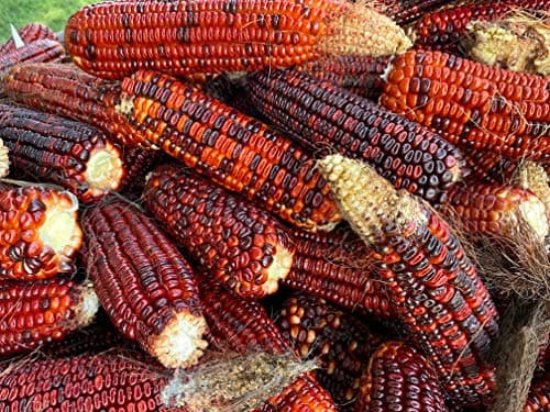 Jimmy Red Corn Famous Bootlegger Moonshine Grits Hominy Masa Corn ...