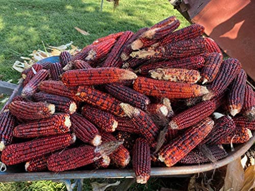Jimmy Red Corn Famous Bootlegger Moonshine Grits Hominy Masa Corn ...