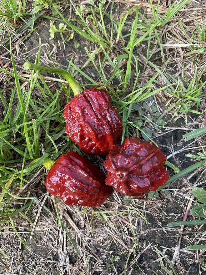 Chocolate Naga Brain Ultra Hot Pepper Premium Seed Packet - Buy Online ...