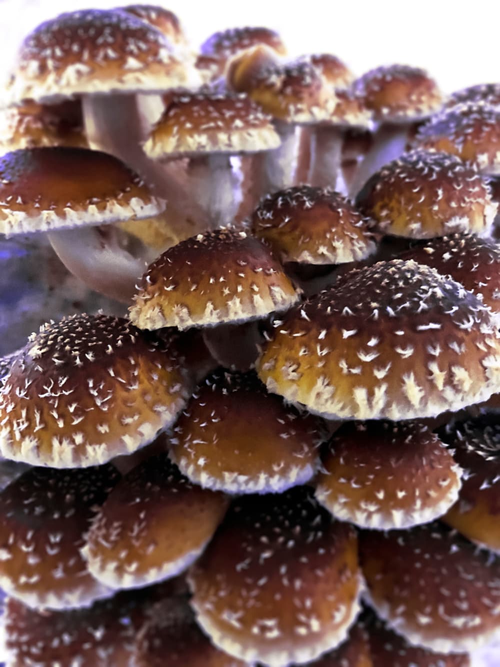 Dried Chestnut Mushrooms - Pholiota adiposa, Oregon Grown - Buy Online ...