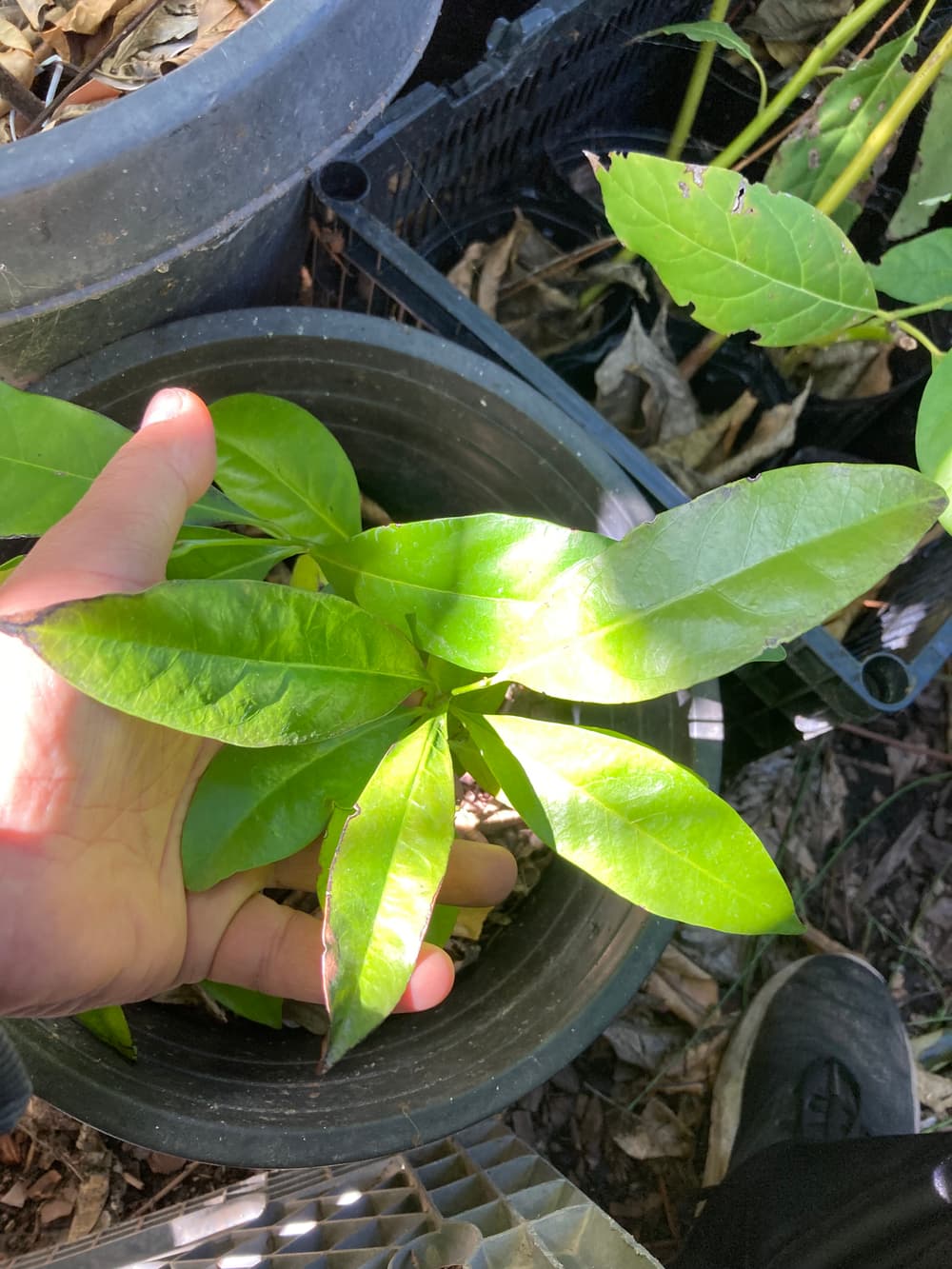 Diospyros nigra, Black sapote seedling (chocolate pudding fruit) Zapote ...