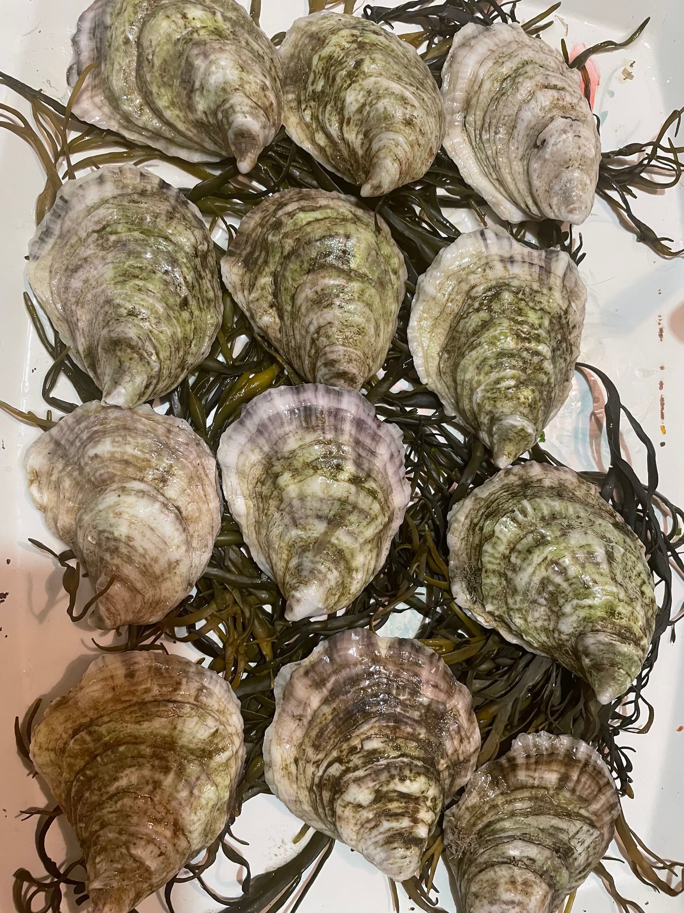 Dozen Oyster Shells, clean - Buy Online | Foraged