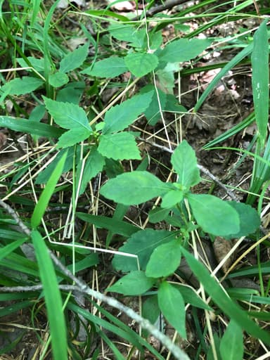 bugleweed tincture- wild foraged tinctured fresh - Buy Online | Foraged