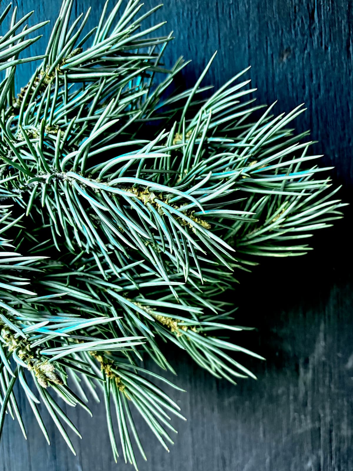8 oz Wild Foraged Fresh Cut Singleleaf Pinyon Pine (Pinus monophylla ...
