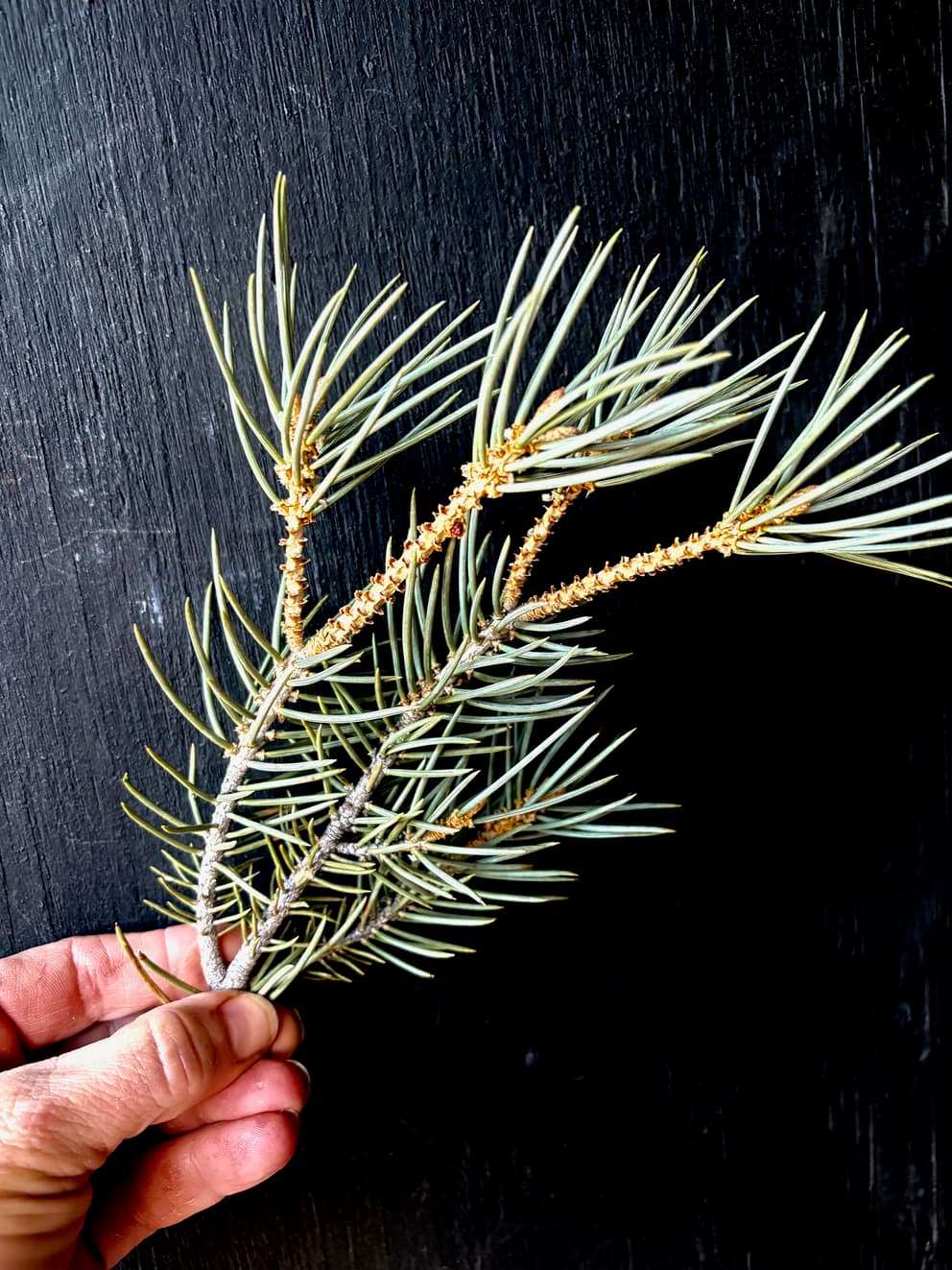 8 oz Wild Foraged Fresh Cut Singleleaf Pinyon Pine (Pinus monophylla ...