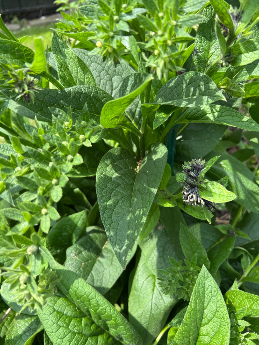 Dried Common Comfrey, organically grown, cut leaves and flowers when in ...
