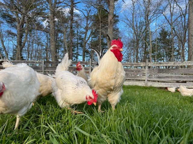 Heirloom Chicken balut - Buy Online | Foraged