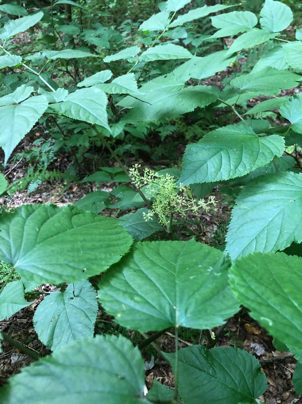 aralia racemosa wild spikenard- wild foraged tinctured fresh - Buy ...