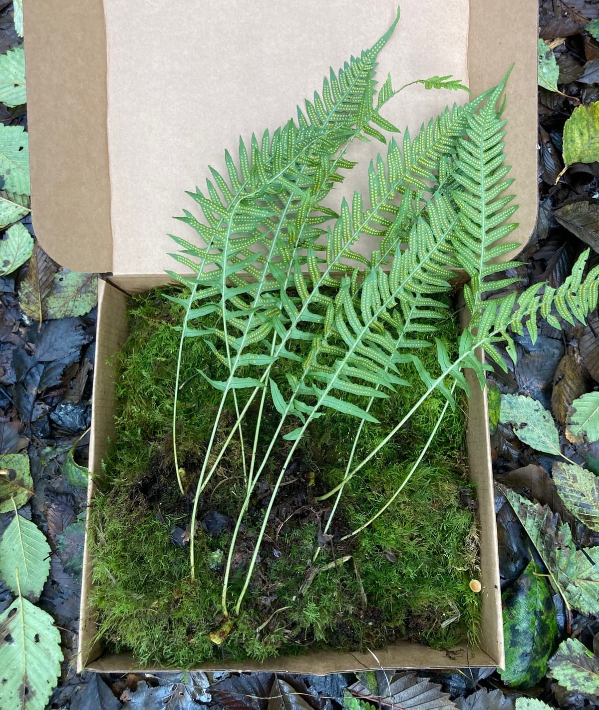 Live Moss Carpet (Terrariums, plant Orbs, Nature Art projects etc ...
