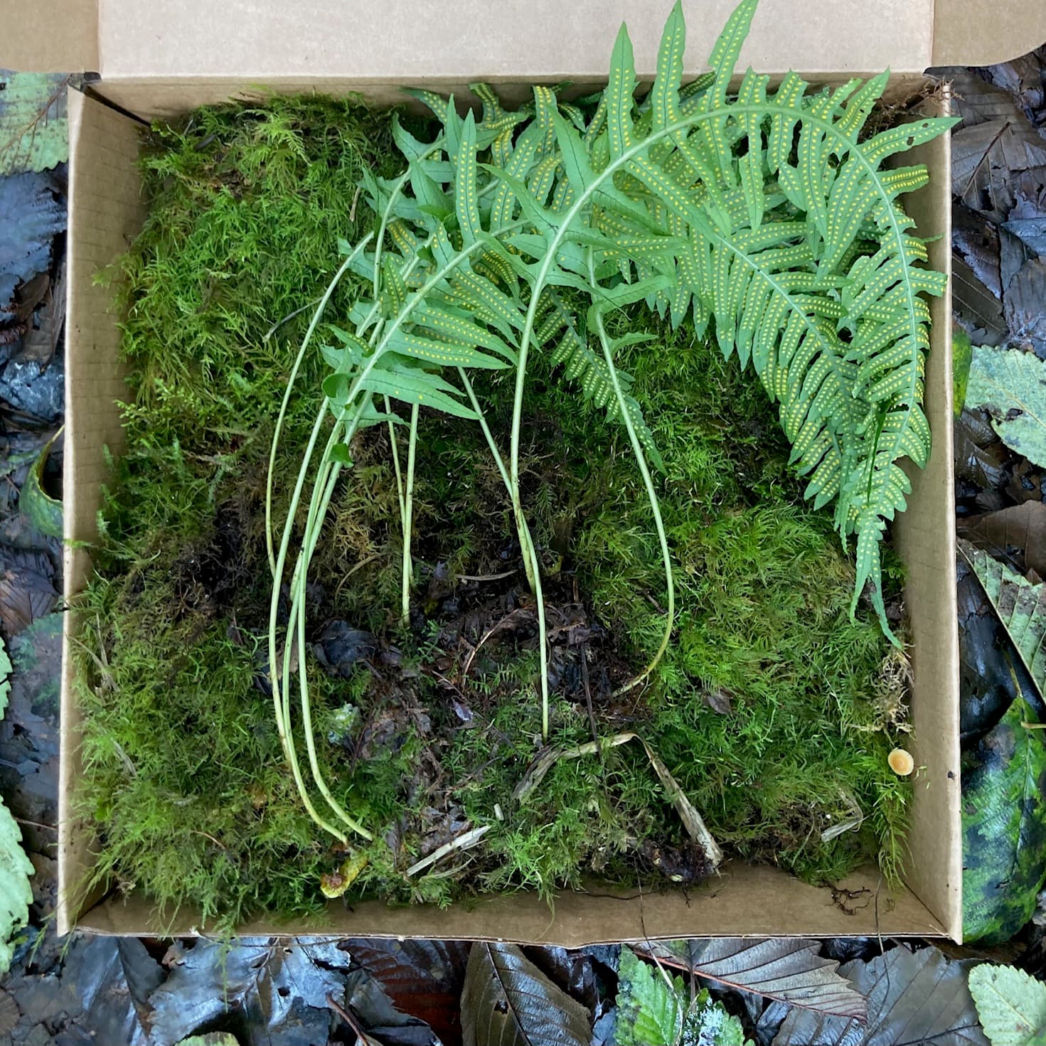 Live Moss Carpet (Terrariums, plant Orbs, Nature Art projects etc ...