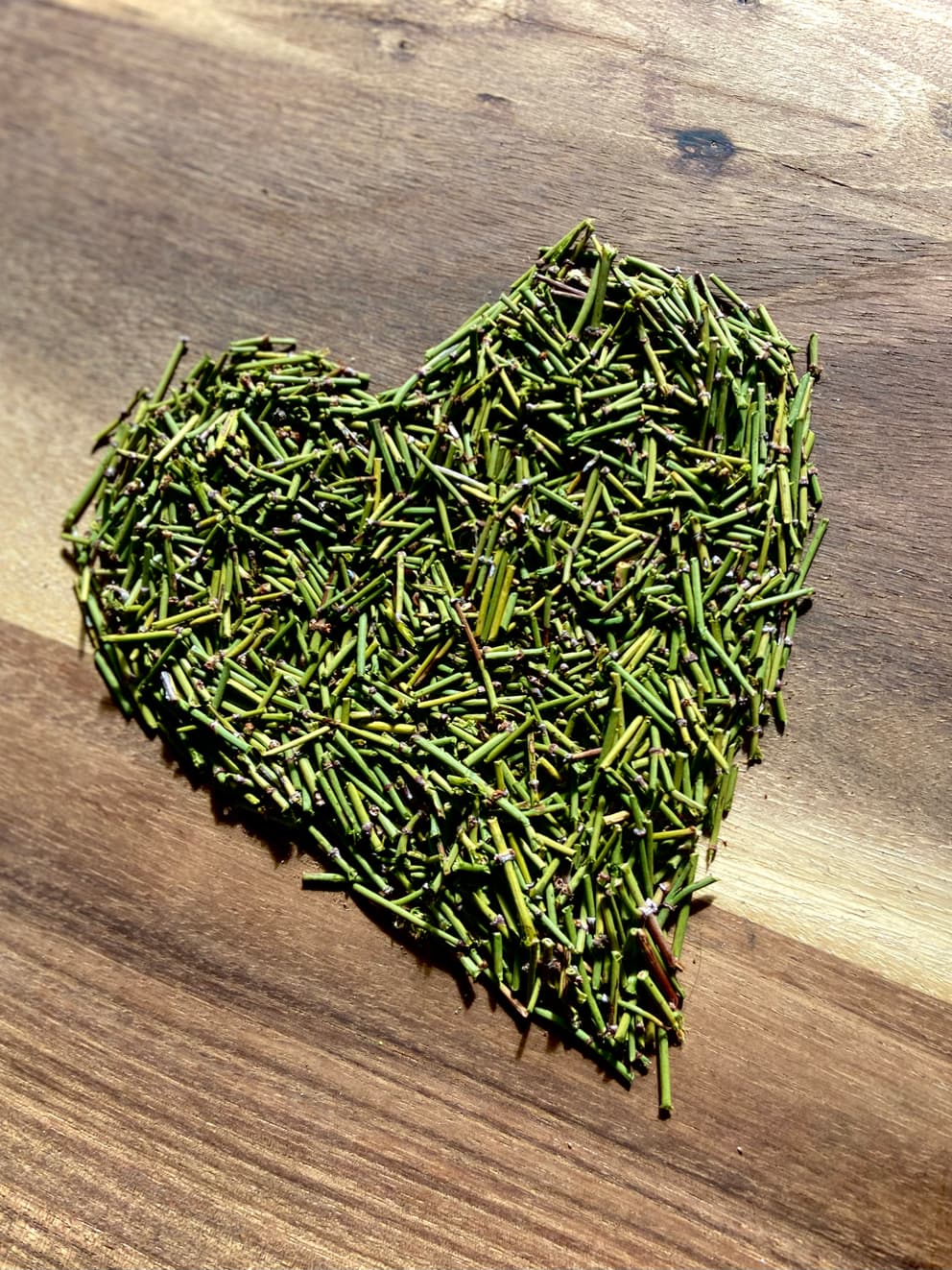 1 lb Wild Foraged Fresh Cut California Mormon Tea (Brigham, Indian Tea ...