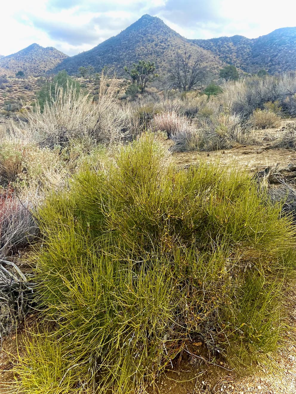 1 lb Wild Foraged Fresh Cut California Mormon Tea (Brigham, Indian Tea ...