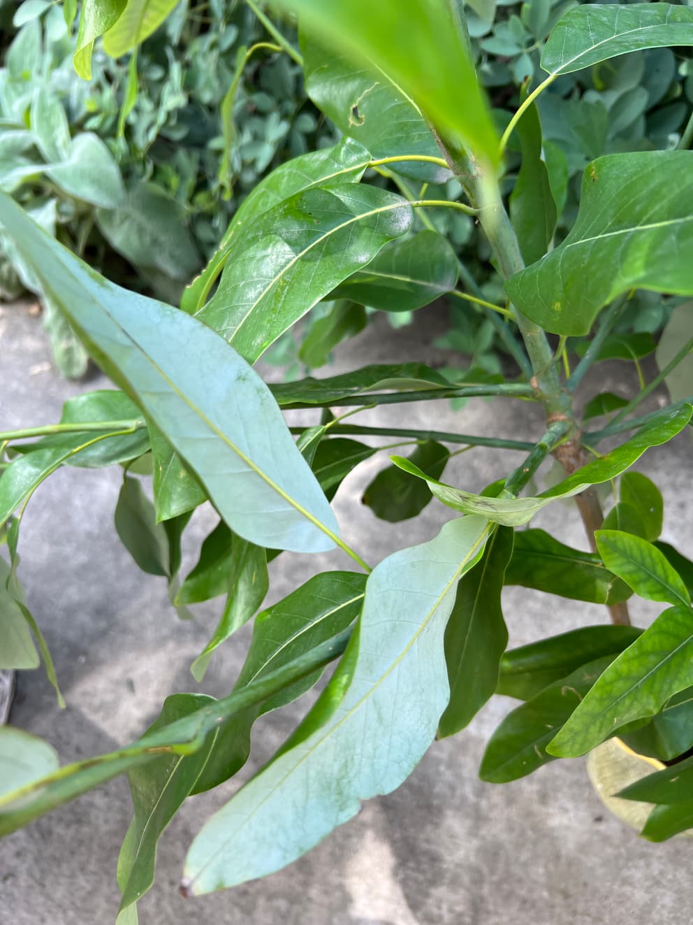 Sweet Bay Magnolia Leaves, Fresh - Buy Online | Foraged