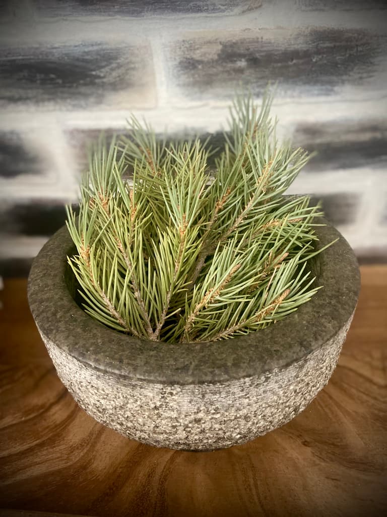 8 oz Wild Foraged Fresh Cut Singleleaf Pinyon Pine (Pinus monophylla ...