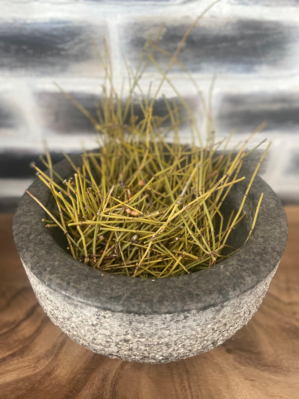 1 lb Wild Foraged Fresh Cut California Mormon Tea (Brigham, Indian Tea ...