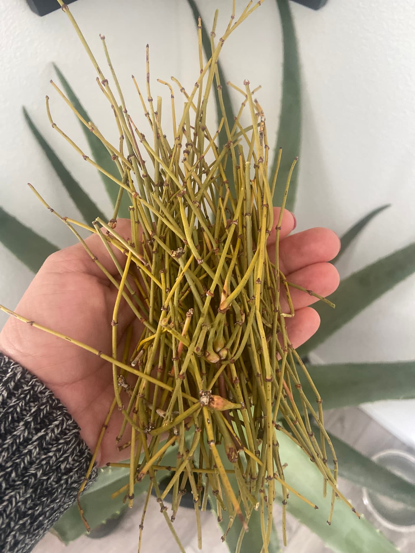 1 lb Wild Foraged Fresh Cut California Mormon Tea (Brigham, Indian Tea ...