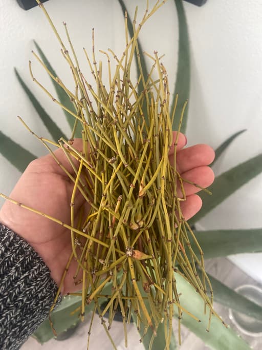 1 lb Wild Foraged Fresh Cut California Mormon Tea (Brigham, Indian Tea ...