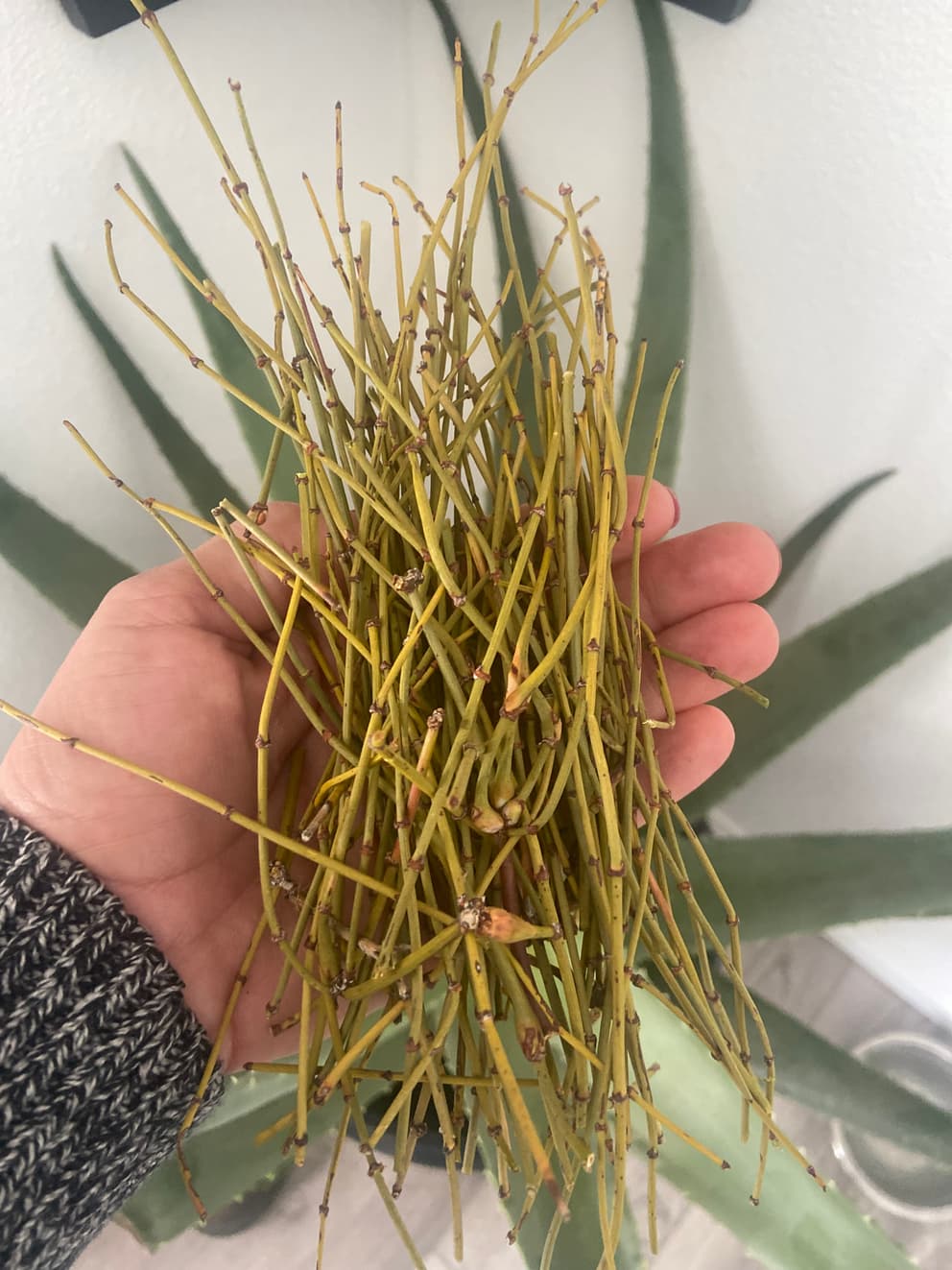 1 lb Wild Foraged Fresh Cut California Mormon Tea (Brigham, Indian Tea ...