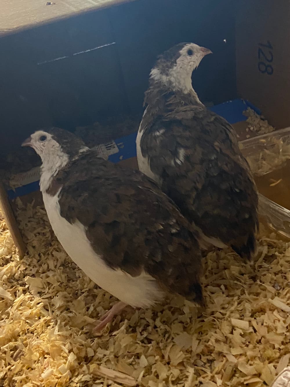 12 Celadon Quail Hatching Eggs - Blue Egg Layers! - Buy Online | Foraged