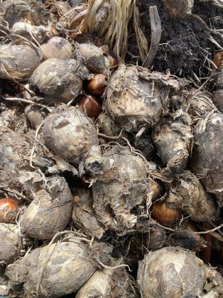 Naked Lady Bulbs (Amaryllis belladonna) - Buy Online | Foraged