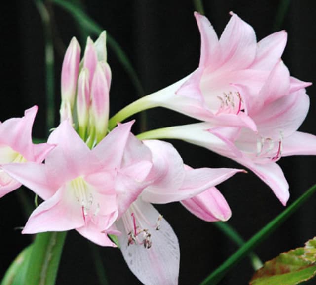 Naked Lady Bulbs (Amaryllis belladonna) - Buy Online | Foraged
