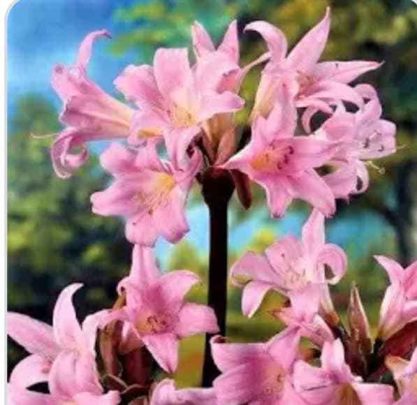 Naked Lady Bulbs (Amaryllis belladonna) - Buy Online | Foraged