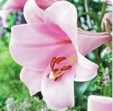 Naked Lady Bulbs (Amaryllis belladonna) - Buy Online | Foraged