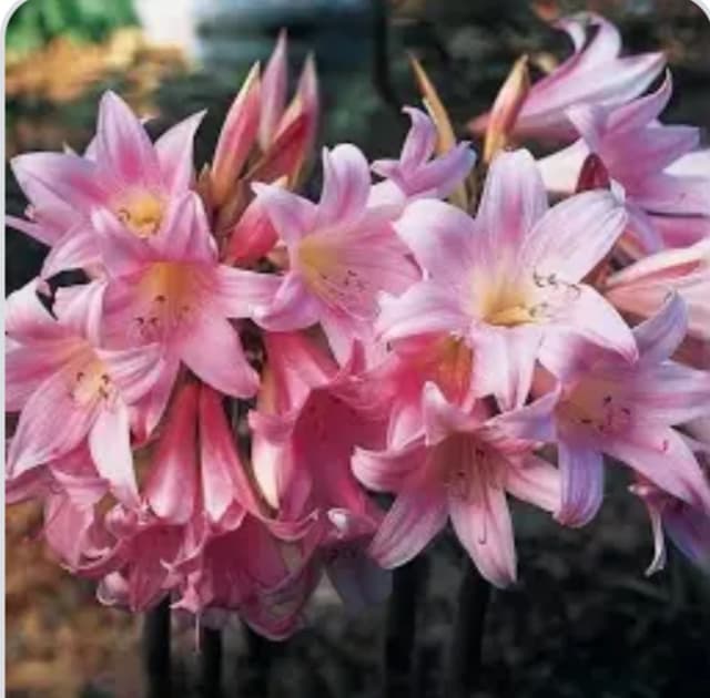 Naked Lady Bulbs (Amaryllis belladonna) - Buy Online | Foraged