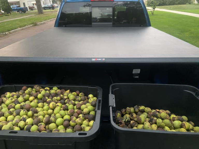 Eastern Black Walnuts in Shell - 2lb - Wild Foraged - Buy Online | Foraged