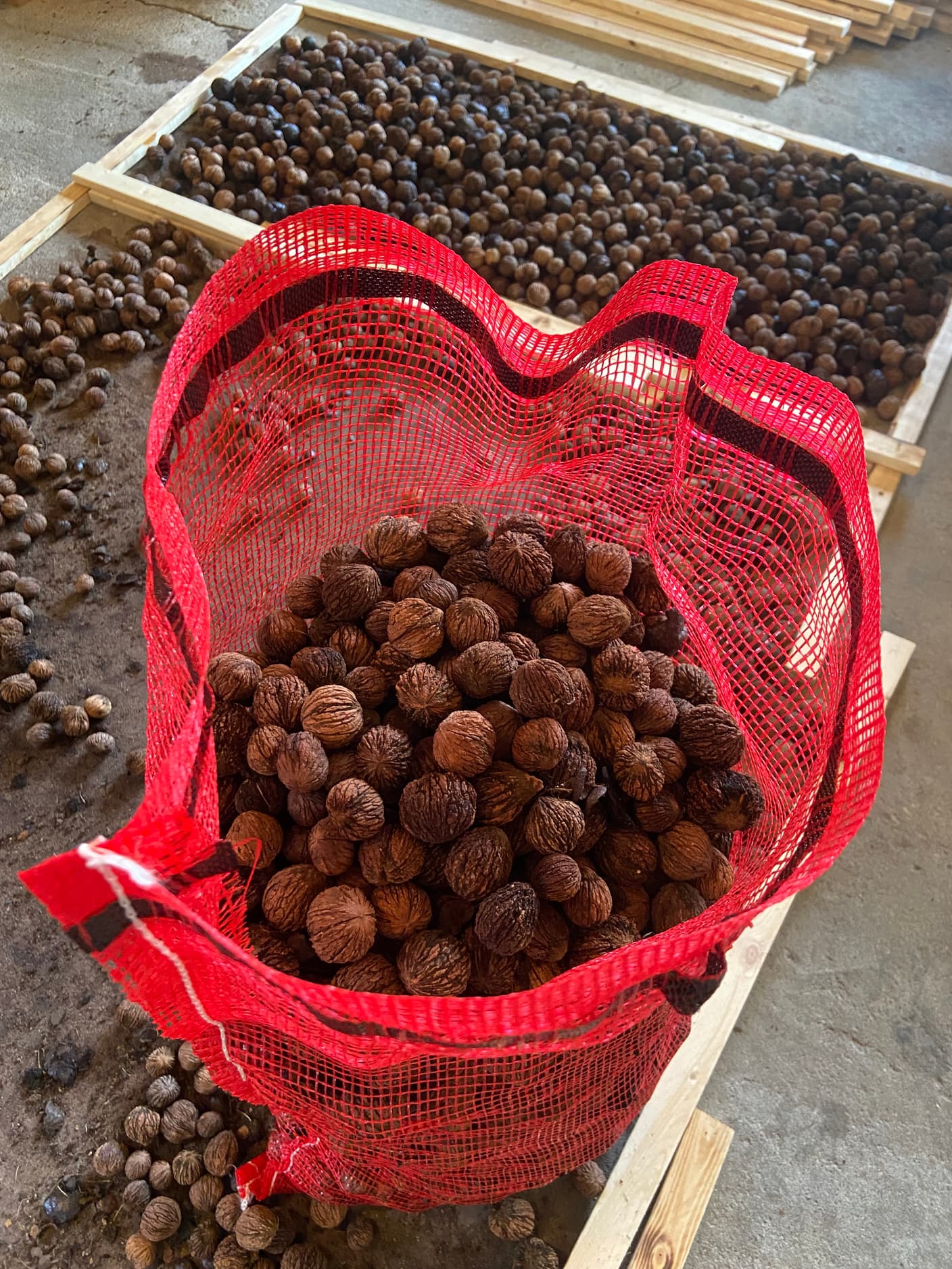 Eastern Black Walnuts in Shell - 2lb - Wild Foraged - Buy Online | Foraged