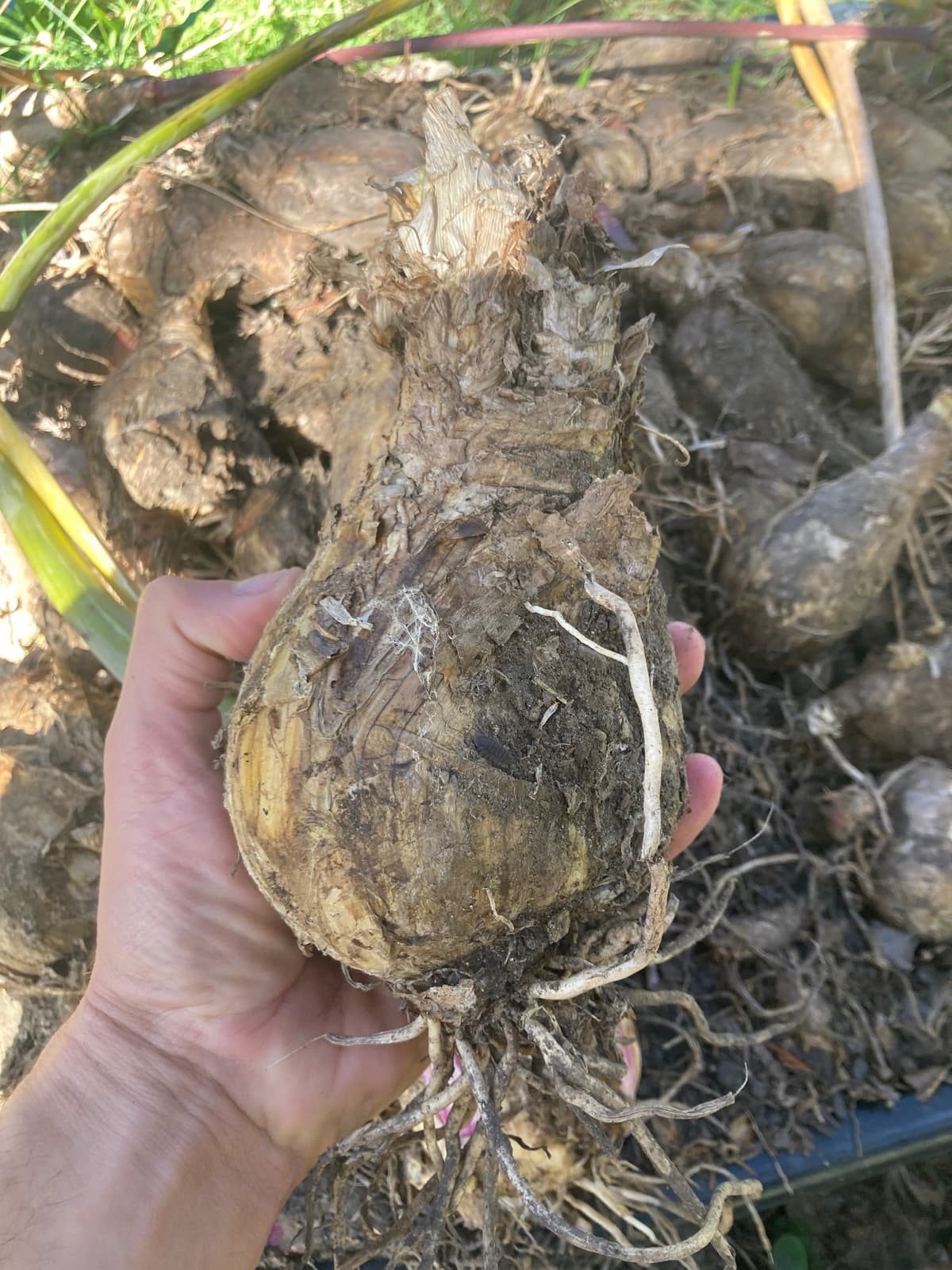 Naked Lady Bulbs (Amaryllis belladonna) - Buy Online | Foraged