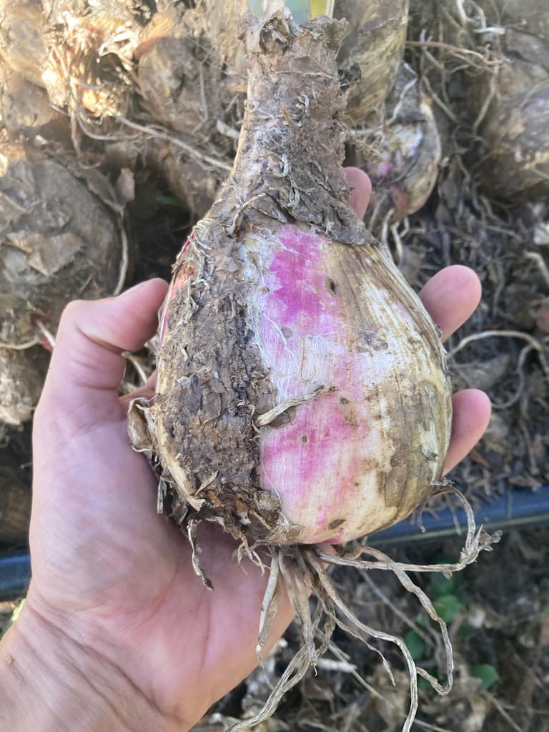 Naked Lady Bulbs (Amaryllis belladonna) - Buy Online | Foraged