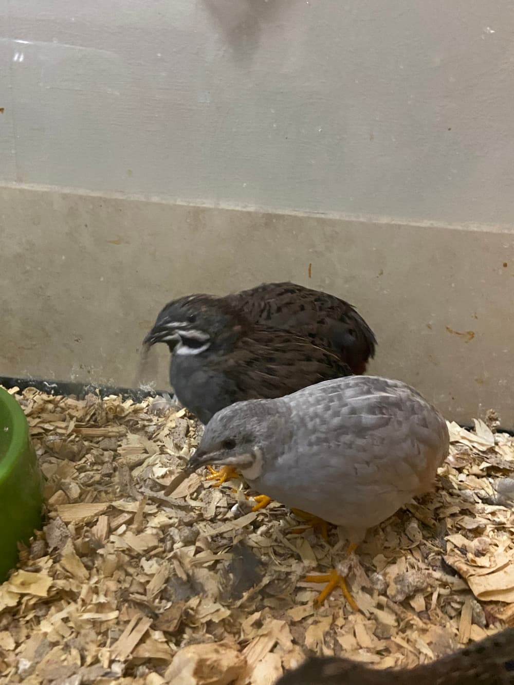 Button Quail Hatching Eggs - Rare Colors Chinese Painted - Buy Online ...
