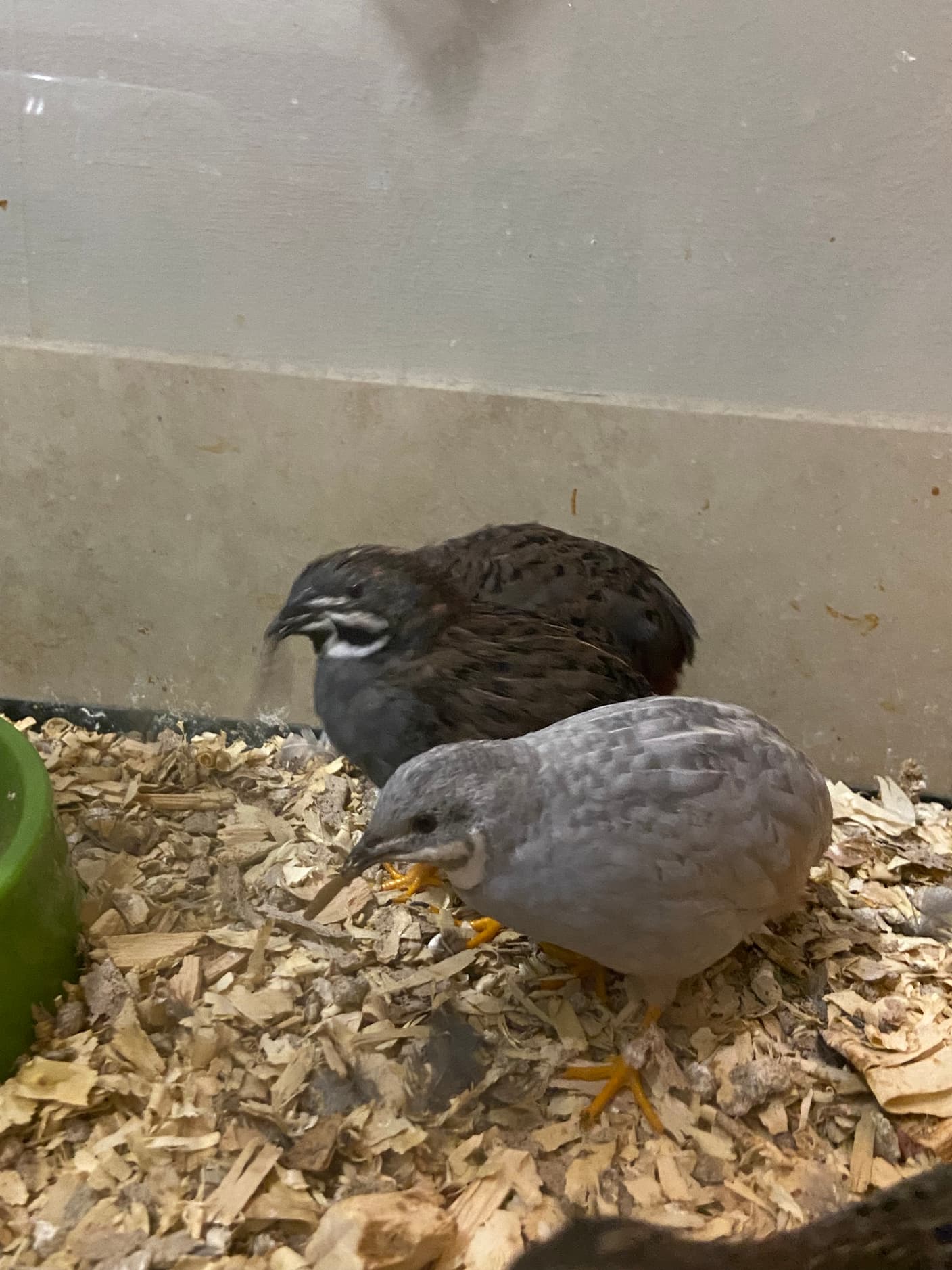 Chinese Painted Button Quail Hatching Eggs - Buy Online | Foraged