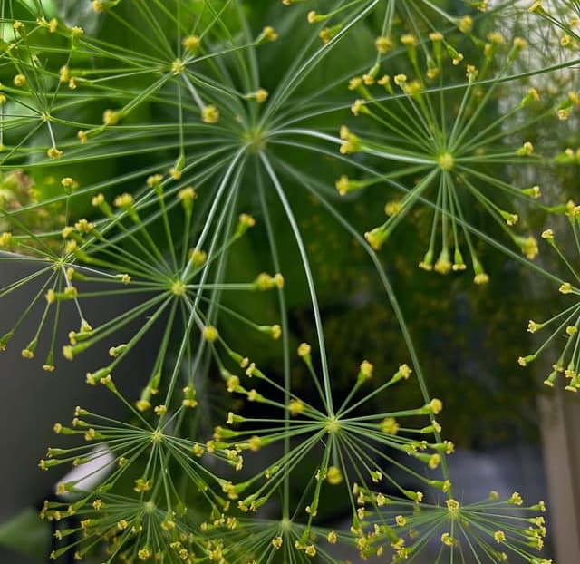Organic Dill Seeds - Buy Online | Foraged