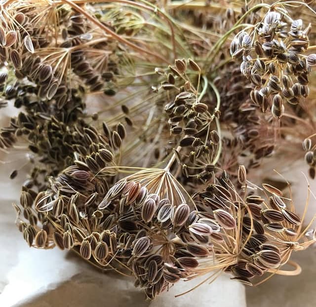 Organic Dill Seeds - Buy Online | Foraged