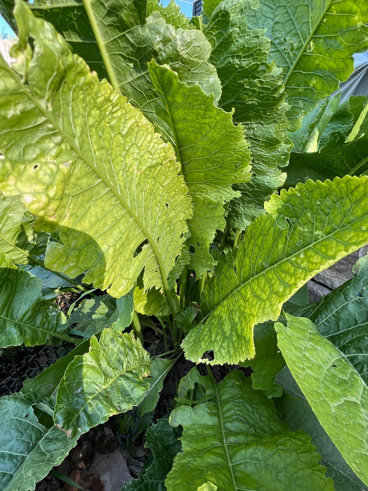 Horseradish Leaves - Fresh* -- Roots are Fall Harvest - waitlist open - Buy Online | Foraged