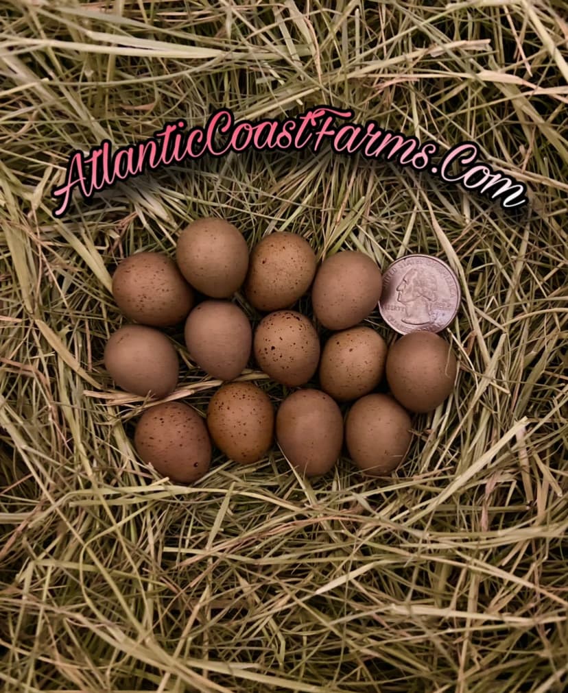 Button Quail Hatching Eggs - Rare Colors Chinese Painted - Buy Online ...