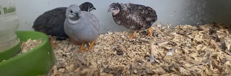 Buy - Chinese Painted Button Quail Hatching Eggs